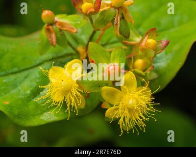 Yellow flowers and developing berries of the UK native shrubby Tutsan ...