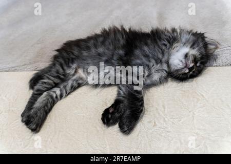 Picture a small kitten, a beautiful background or cover for notebooks ...