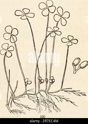 . The elements of botany for beginners and for schools Stock Photo - Alamy