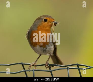 A robin with grubs in its beak Stock Photo - Alamy