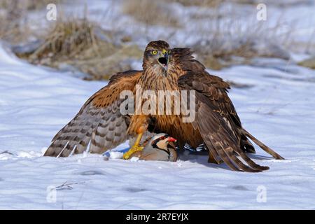 Long-legged Buzzard hunting. Long-legged Buzzard hunted Chukar ...
