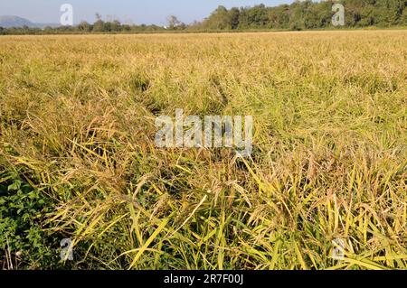 rice plant, Oryza sativa field, seeds to harvest food Stock Photo - Alamy