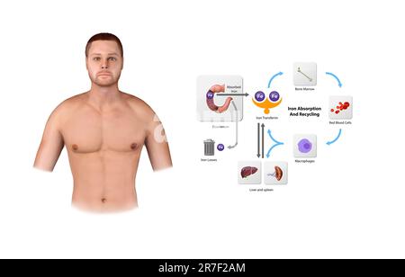 Iron metabolism. from liver, intestine and spleen. Ferrum circulation ...