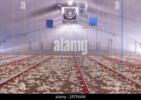 Chickens in an intensive rearing system Stock Photo - Alamy