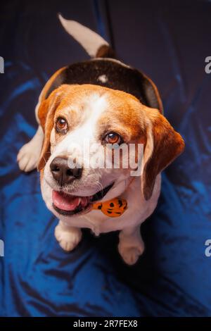 Beagle purebred dog photo sesion in studio Stock Photo - Alamy