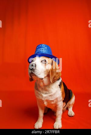 Beagle purebred dog photo sesion in studio Stock Photo - Alamy