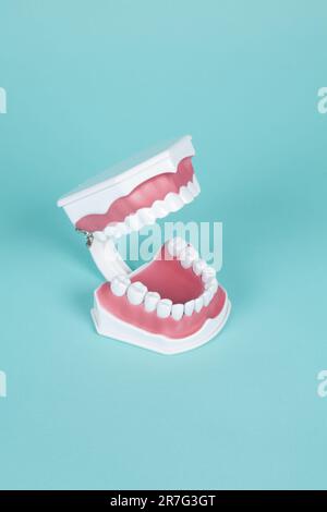 plastic dentures to study the anatomy of the mouth on a turquoise ...