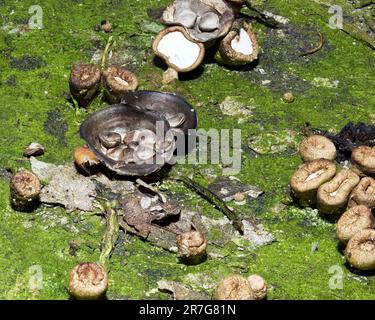 Cyathus olla is a species of saprobic fungus in the genus Cyathus of ...