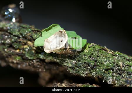 Cyathus olla is a species of saprobic fungus in the genus Cyathus of ...