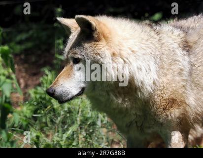 Wolf, Canis lupus, farkas, Zoo, Hungary, Europe Stock Photo - Alamy