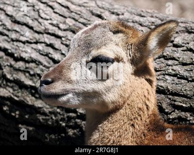 mouflon, Mufflon, Mouflon corse, Ovis gmelini, muflon, Zoo, Hungary ...
