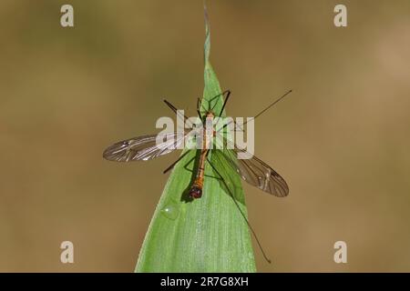 Male crane fly Tipula fascipennis, family Tipulidae on underside of a ...