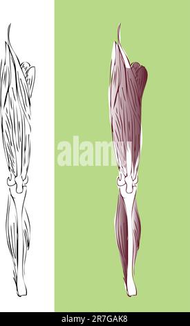 Anatomic leg muscular system Stock Vector Image & Art - Alamy