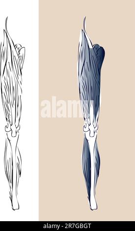 Anatomic leg muscular system Stock Vector Image & Art - Alamy