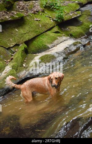 Dog Rushing In Water Stock Photo - Alamy