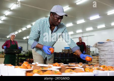 Warehouse worker sorting tomatoes and stacking them in boxes in ...