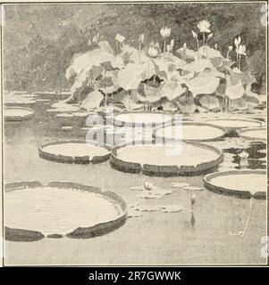 A water plant, showing the finely divided leaflike pax'ts Stock Photo ...