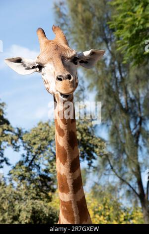 The giraffe is the tallest of all mammals. The giraffe has a short body ...