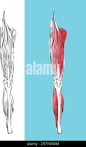 Anatomic leg muscular system Stock Vector Image & Art - Alamy