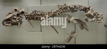 Estemmenosaurus uralansis is a species of dicynodont therapsid that ...