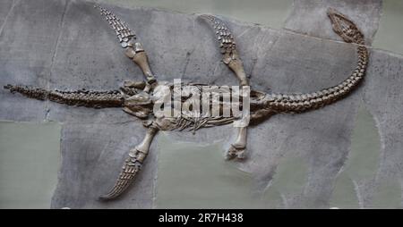 Plesiosaurus is a genus of extinct, large marine sauropterygian reptile ...