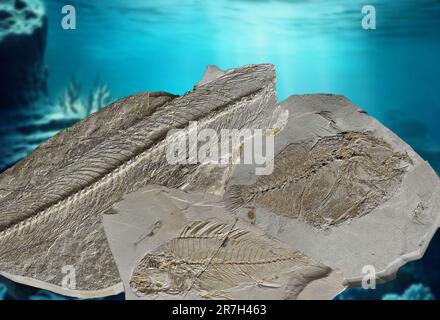 Prehistoric fish fossils dating back to the Cretaceous period Stock ...