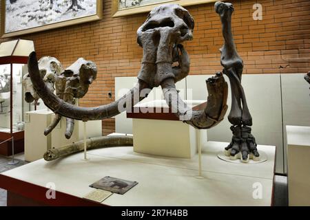 The mastodon (Mammoth) was a primitive proboscidean that lived from 4 ...