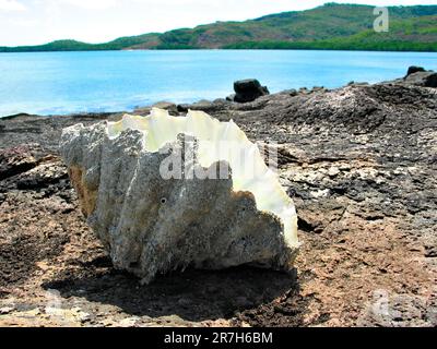 Great clam shell on a rock, Mount Adolphus Island, Australia Stock ...