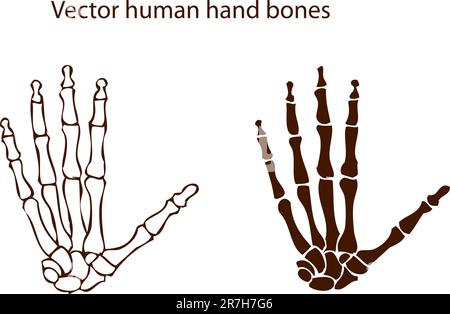 Human hand bones anatomy drawing with a pen on notebook. Hand parts ...