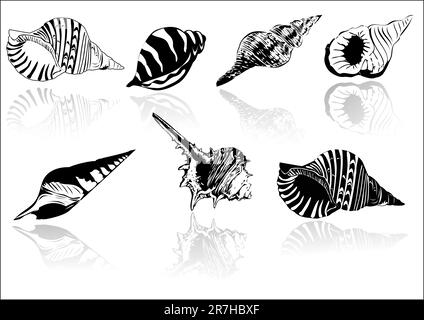 Vector illustration of different sea shells Stock Vector Image & Art ...