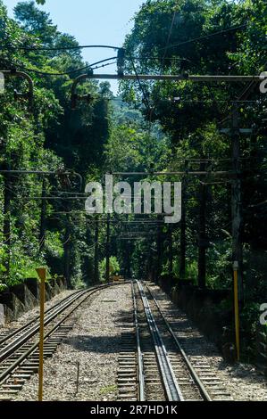 The forest area in Corcovado National Park, Osa Peninsula, Costa Rica ...