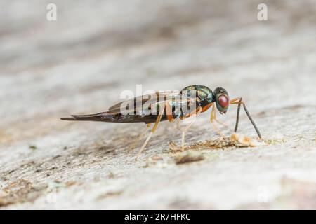 Pteromalid Wasp (Plutothrix sp.) - Female Stock Photo - Alamy