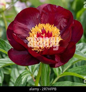 'Chocolate Soldier' Peony hybrid, Pion (Paeonia officinalis x Paeonia ...