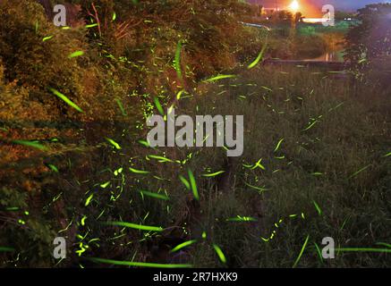 A composition photo shows Luciola cruciate (Nipponoluciola cruciata ...