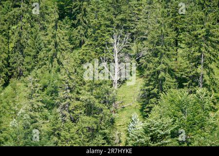 Forest dieback caused by the climate crisis is hitting the forests in ...