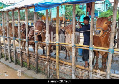 A trader bathes his cow at the Kazir Bazar market. Livestock from ...
