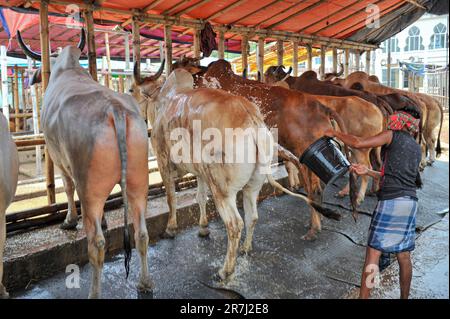 A trader bathes his cow at the Kazir Bazar market. Livestock from ...