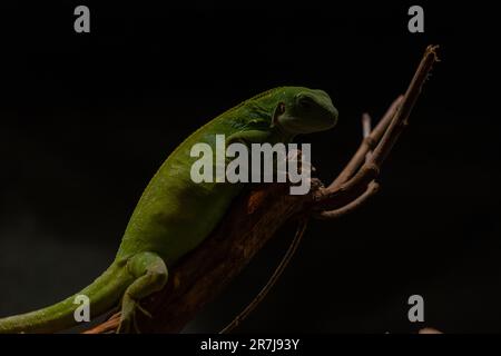 The closeup image of Fiji Iguana (Brachylophus fasciatus). An arboreal ...