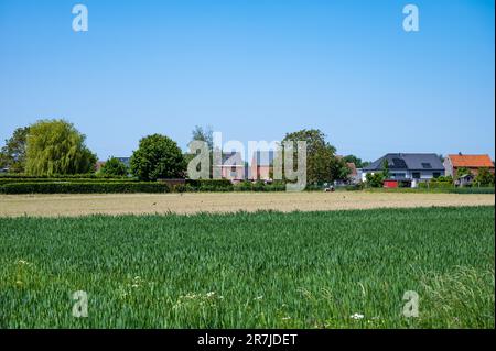 Young corn plantations on an agriculture field at the Flemish ...