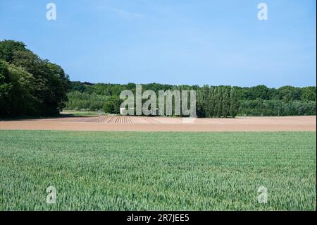 Agriculture fields with rye, wheat and woods at the Flemish countryside ...