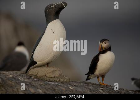 Atlantic Puffins (Fratercula arctica), the main attraction on Eastern ...