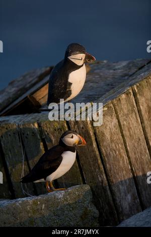 Atlantic Puffins, Fratercula arctica, the main attraction on Eastern ...