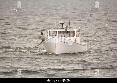 Project Puffin Eastern Egg Rock Island, Maine Stock Photo - Alamy