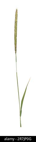 Black-grass (Alopecurus myosuroides Stock Photo - Alamy