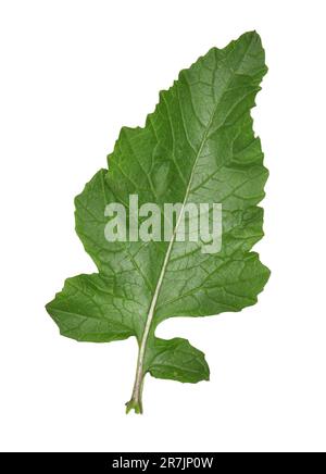Charlock (Sinapis arvensis Stock Photo - Alamy