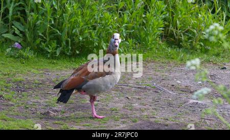 Egyptian Goose at Danson Park Stock Photo - Alamy