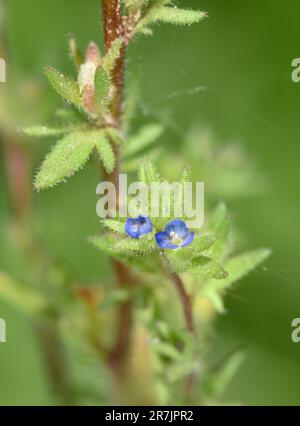 Spring Speedwell, Veronica verna, wild plant from Finland Stock Photo ...