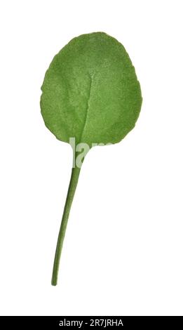 Rampion Bellflower - Campanula rapunculus Stock Photo - Alamy