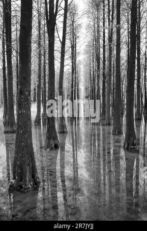 A grayscale of trees partially submerged in a murky marshland Stock ...