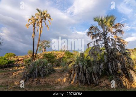 Doum Palm trees at Epupa falls Cunene River in Namibia on the border ...